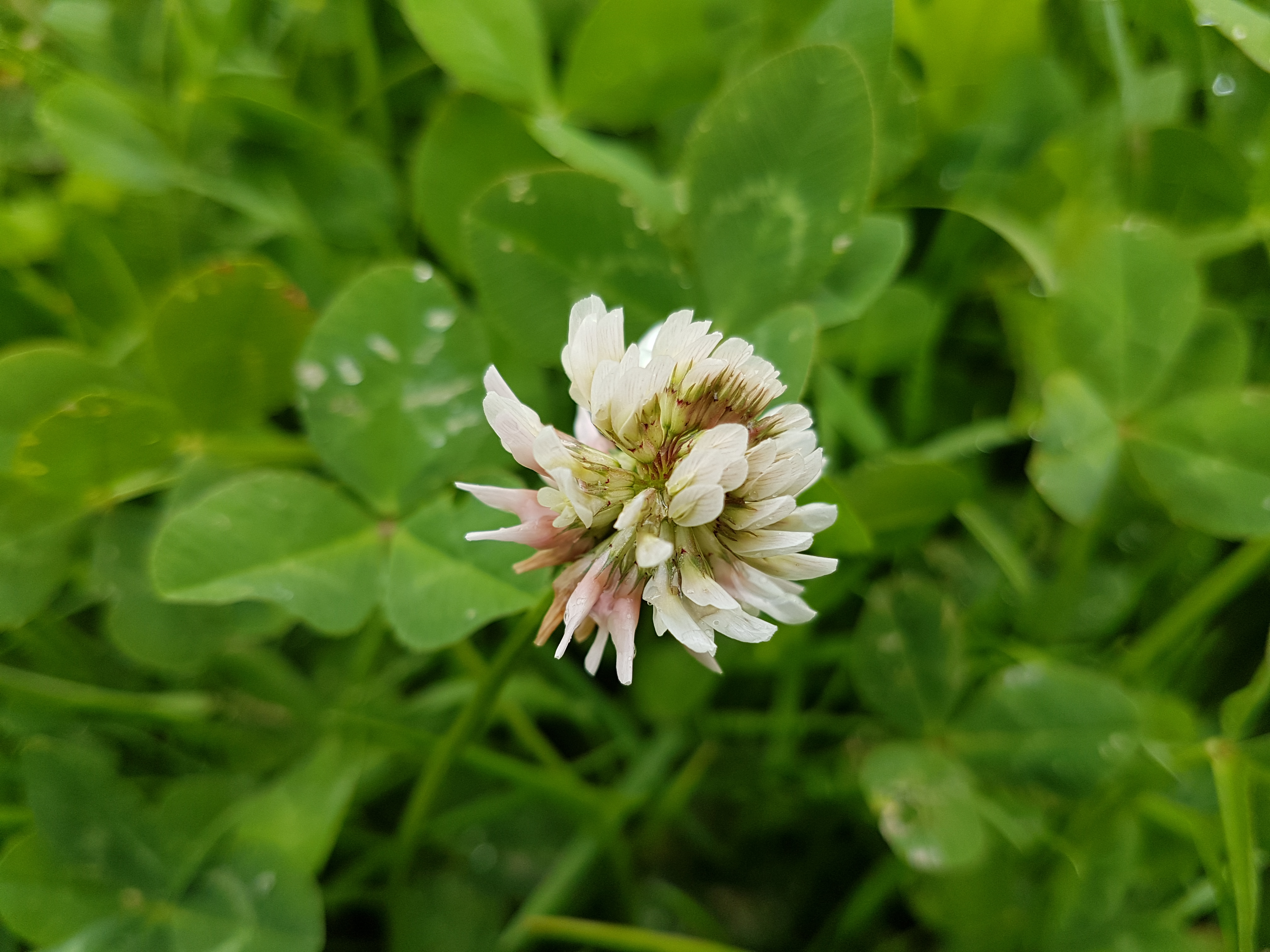 Espèce étudiée Trifolium repens, Trèfle blanc - Exploratory Ecology