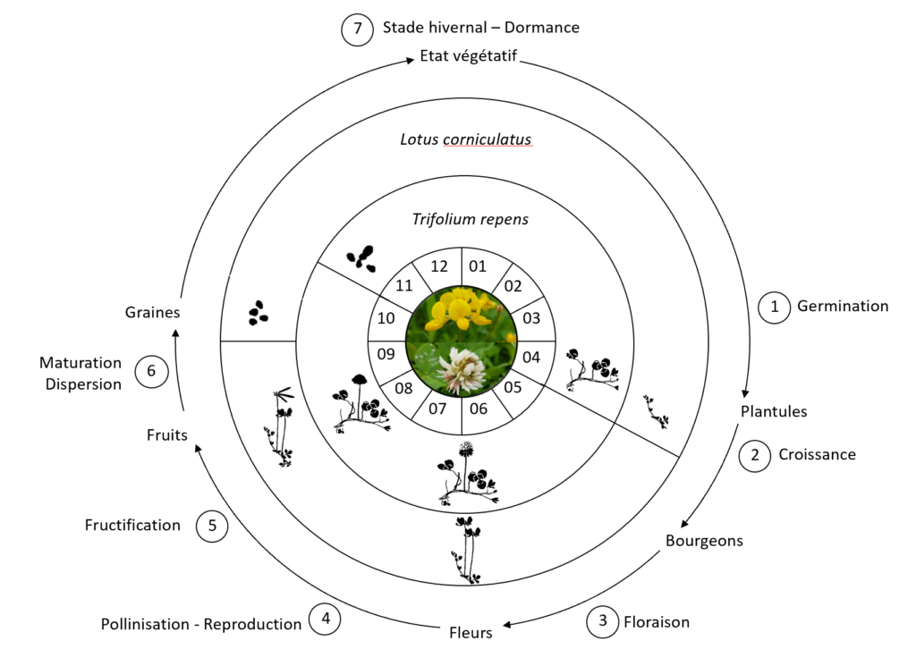 Espèces étudiées - Exploratory Ecology