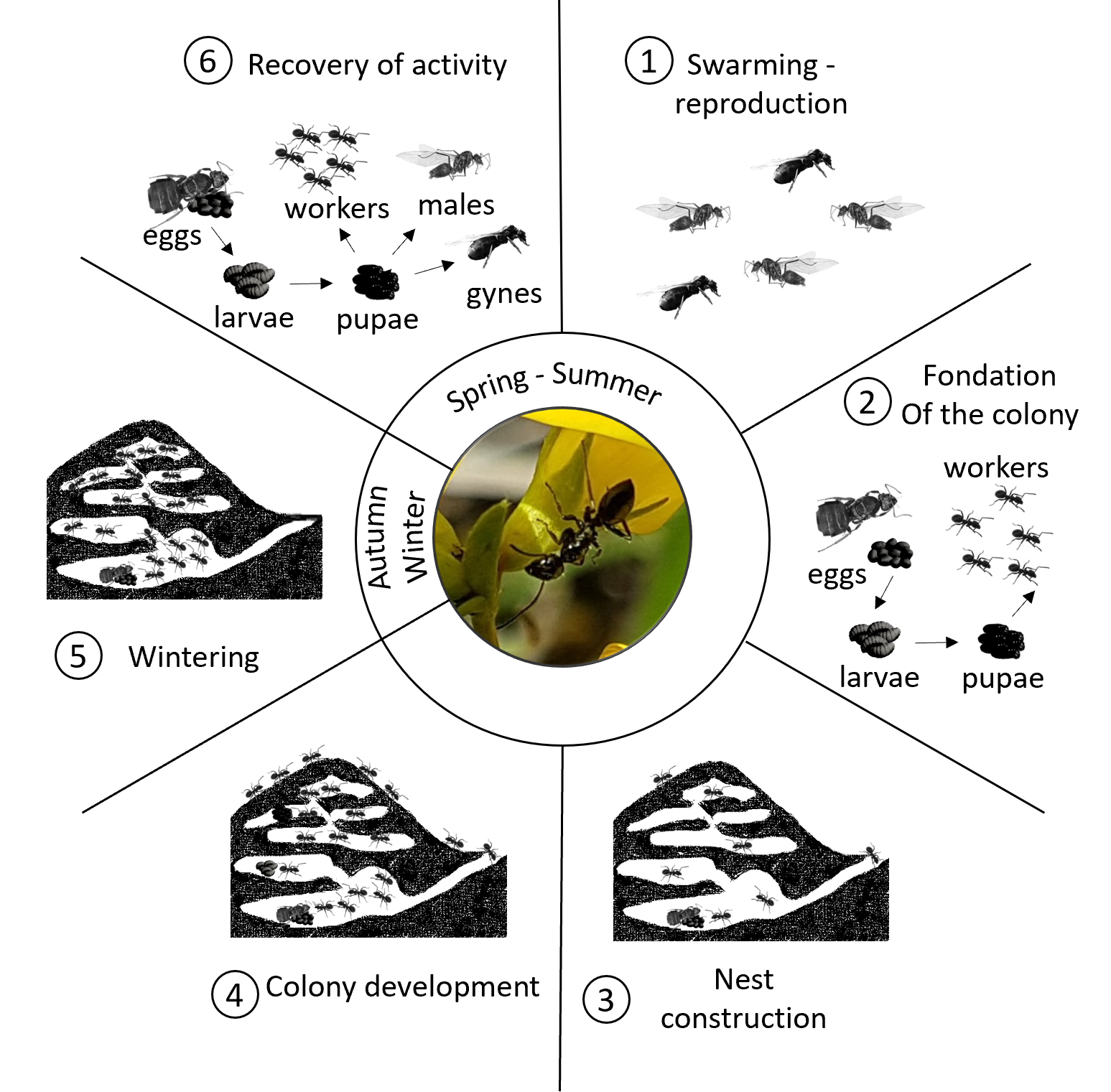 STUDIED SPECIES - Exploratory Ecology
