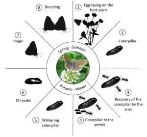Life cycle of Common Blue butterfly - Exploratory Ecology