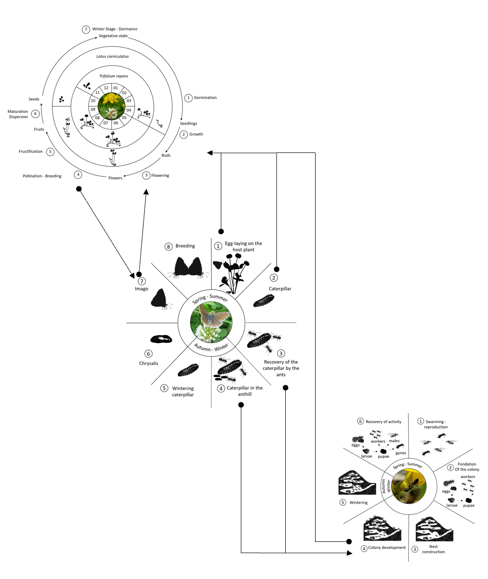 STUDIED SPECIES - Exploratory Ecology