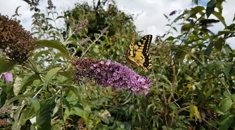 BUTTERFLIES OF FRANCE - Exploratory Ecology
