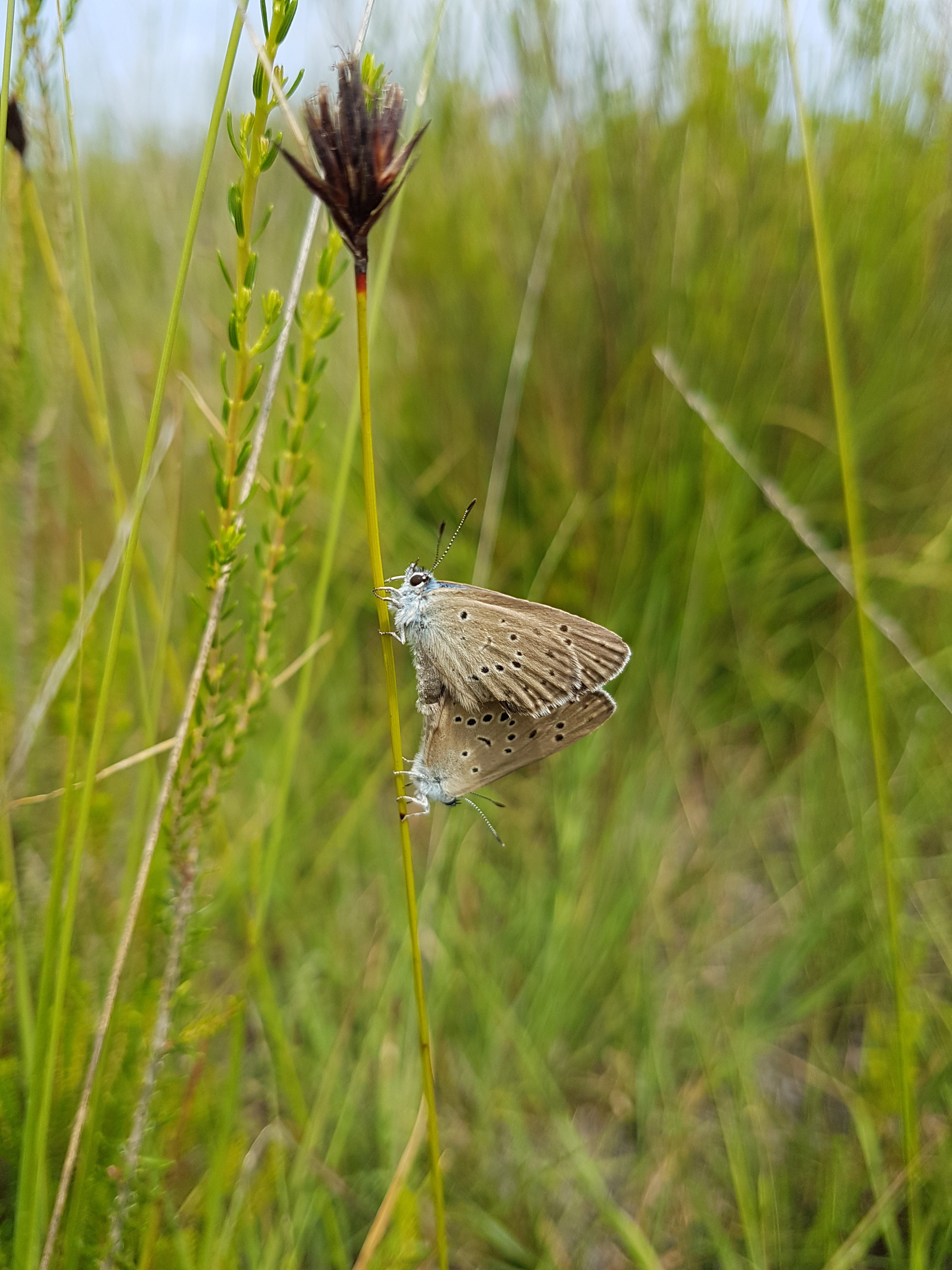 Découvrir les papillons de France : Phengaris alcon - Exploratory Ecology