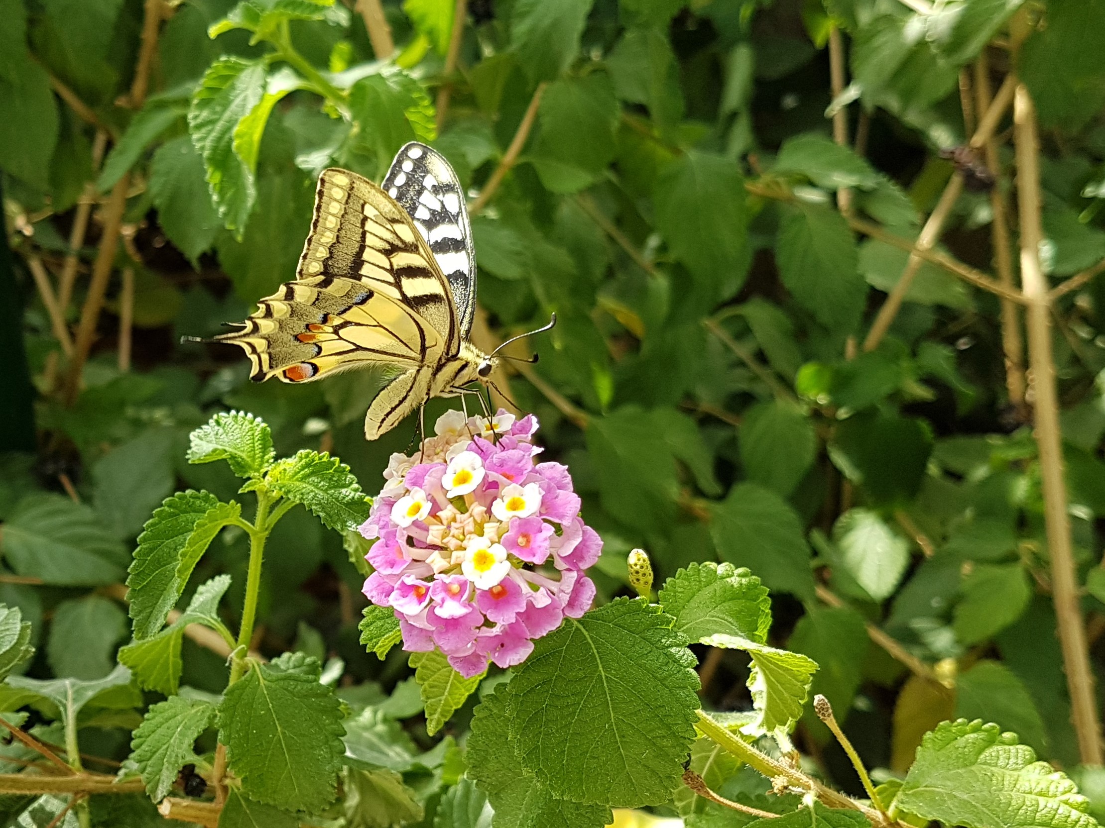 Découvrir les papillons : le machaon - Exploratory Ecology