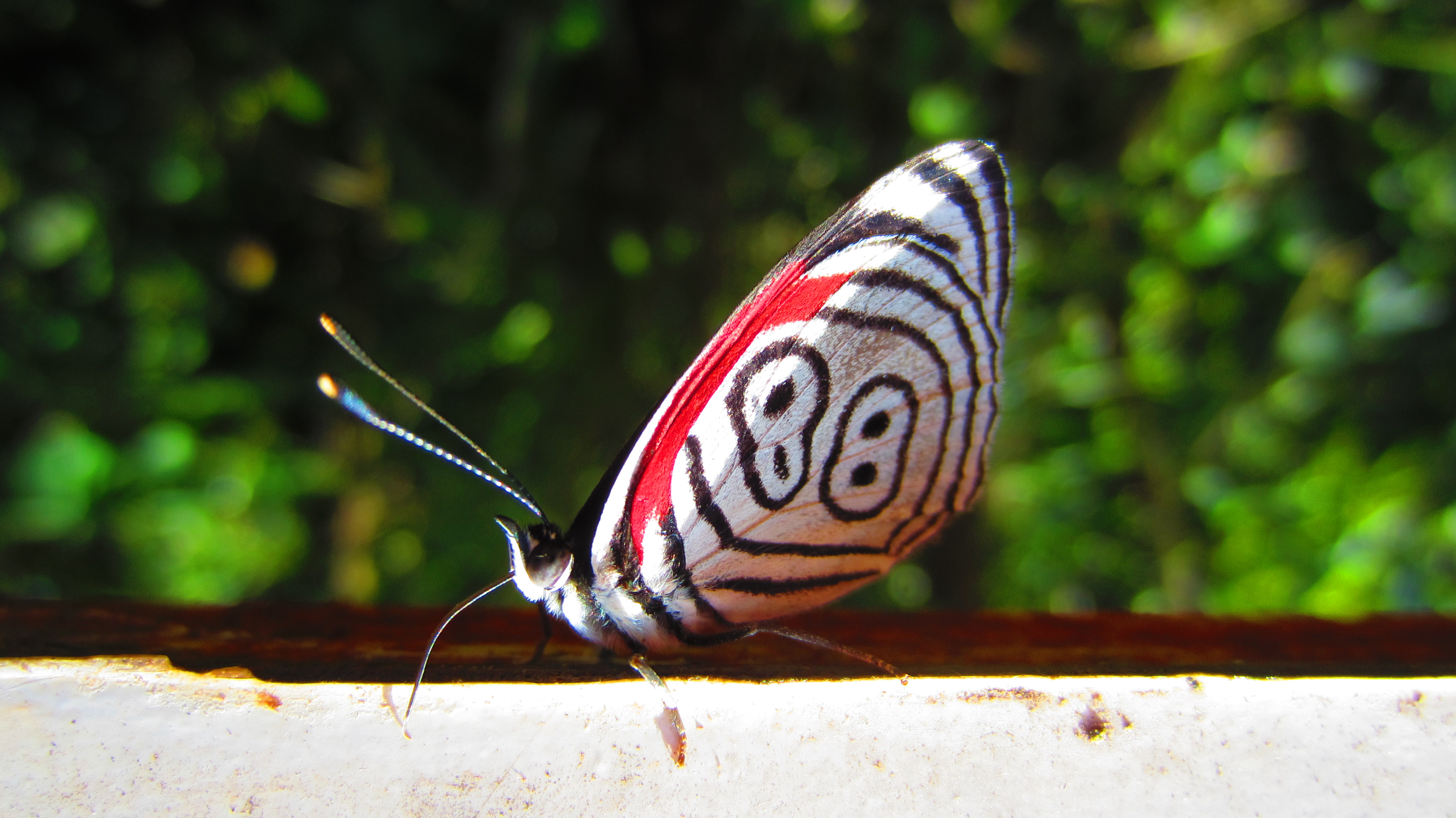 Découvrir les papillons du monde : Double 8 - Exploratory Ecology