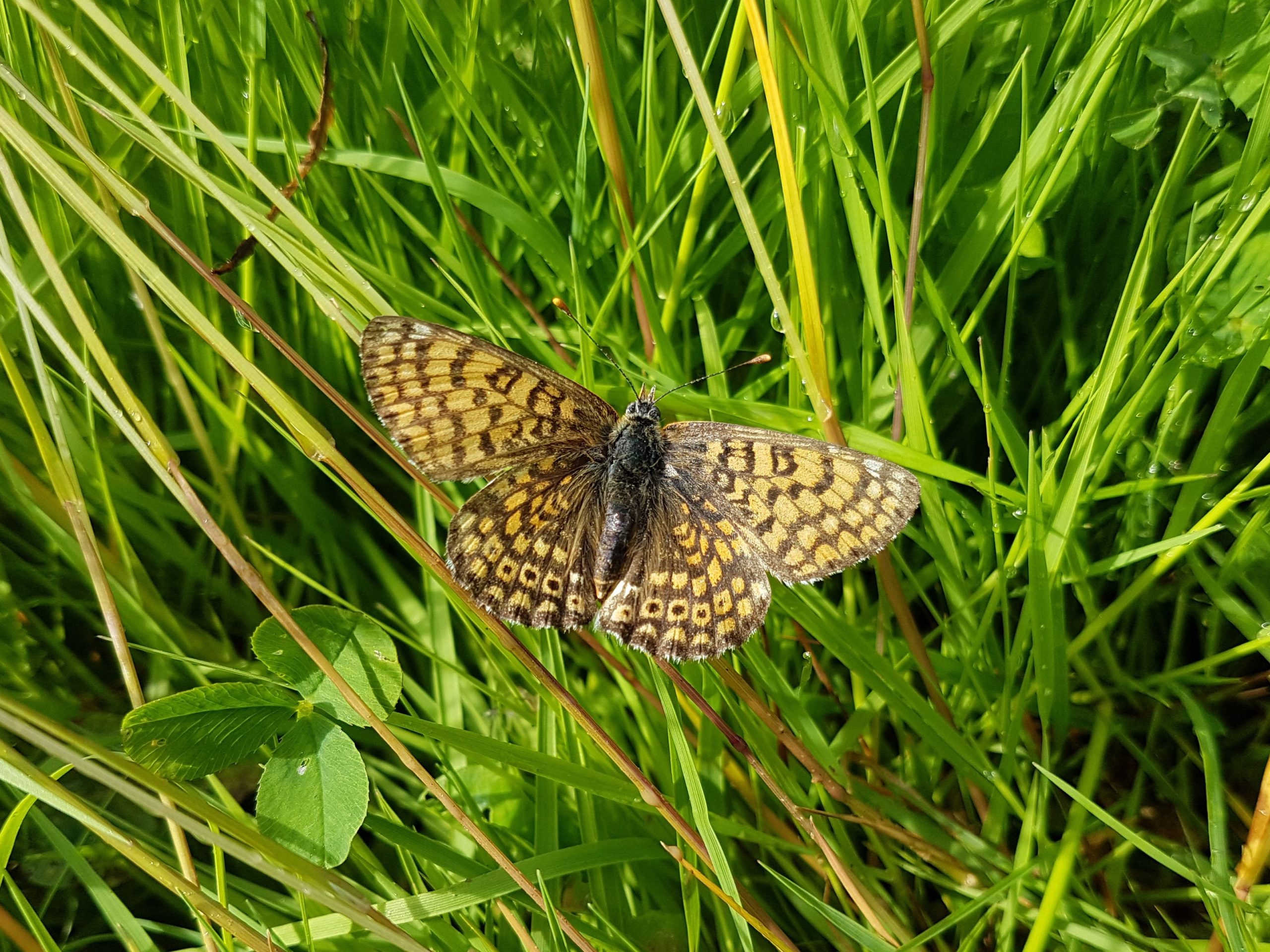 Découvrir les papillons : La Mélitée du plantain - Exploratory Ecology