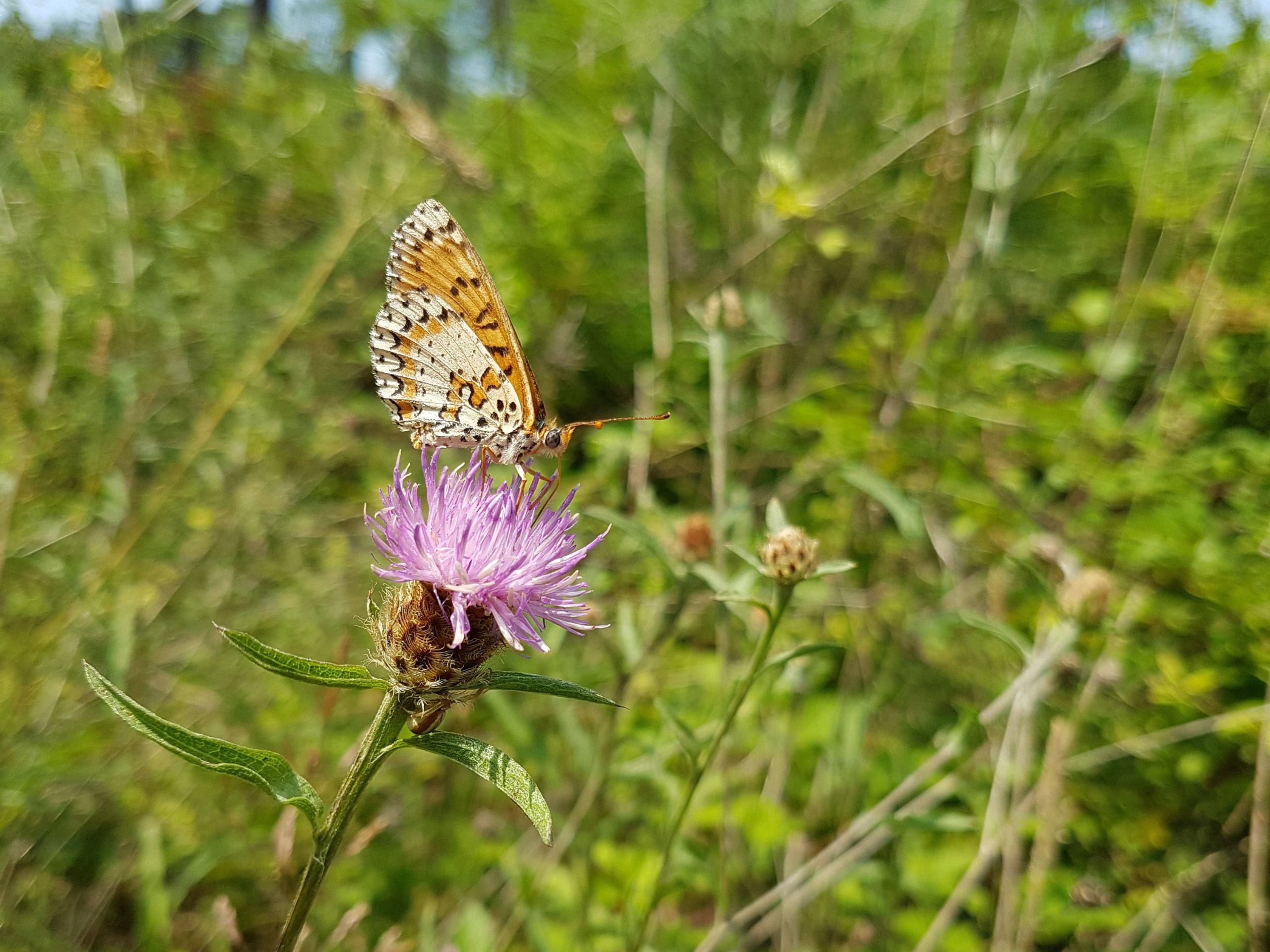 Découvrir les papillons : La Mélitée orangée - Exploratory Ecology
