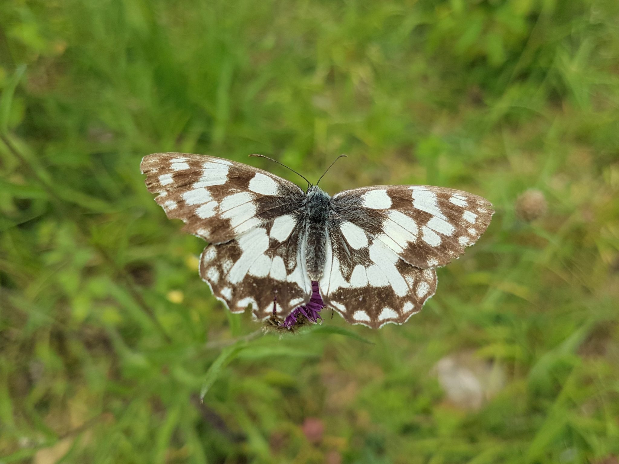 BUTTERFLIES OF FRANCE - Exploratory Ecology