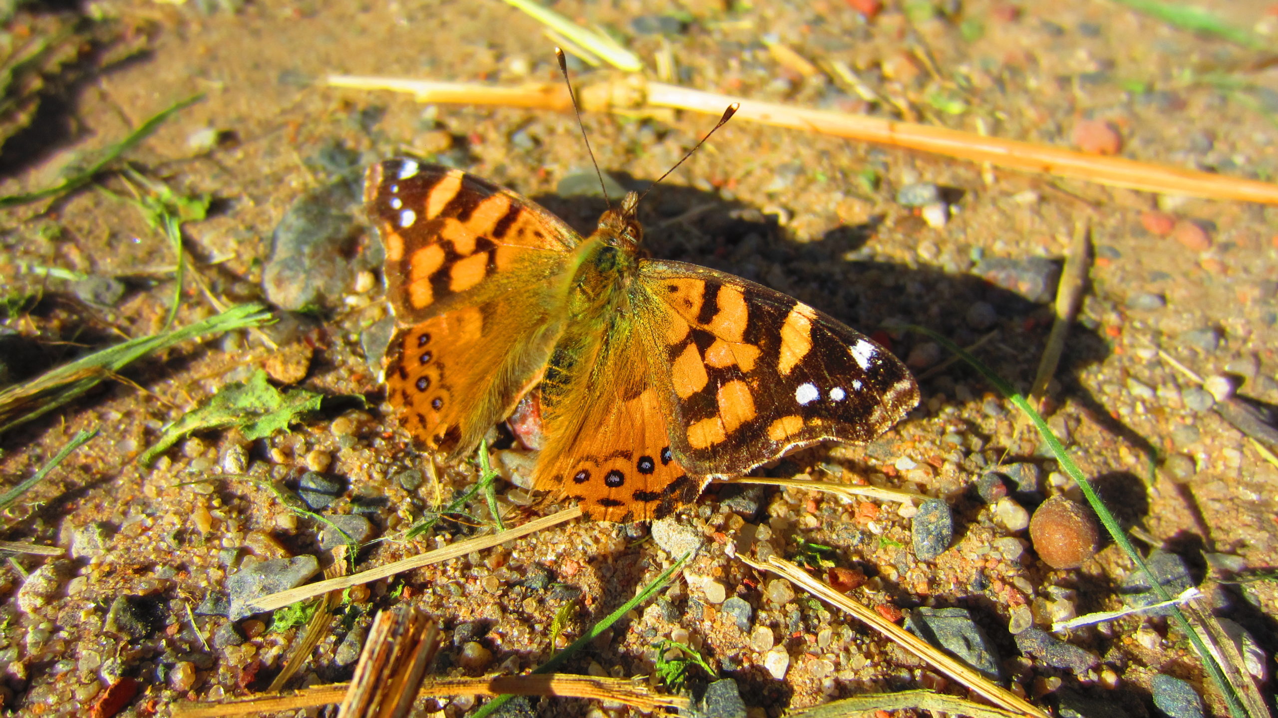 Découvrir les papillons : Vanessa carye - Exploratory Ecology