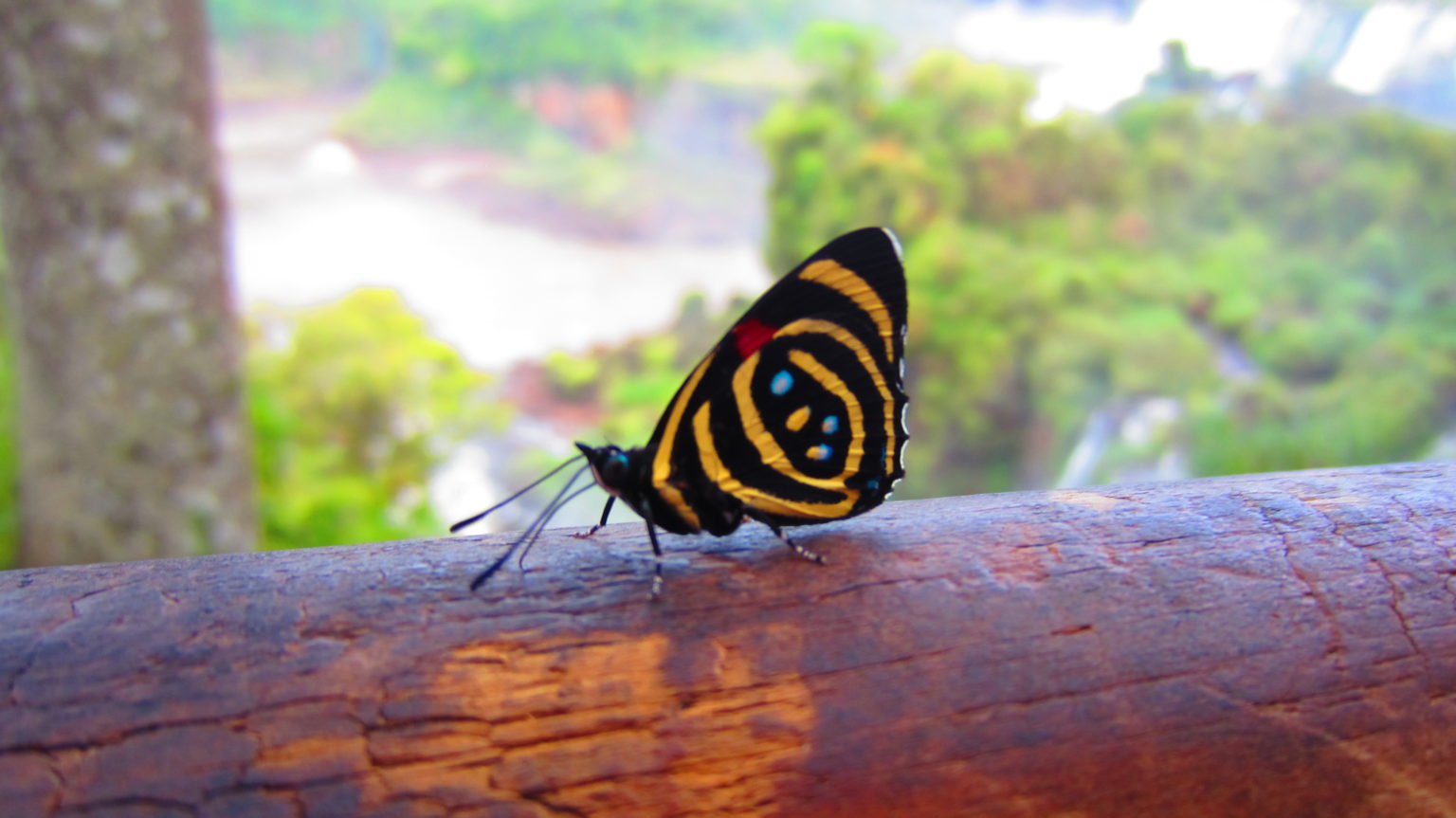 Discover butterflies of the world : Callicore hydaspes - Exploratory ...