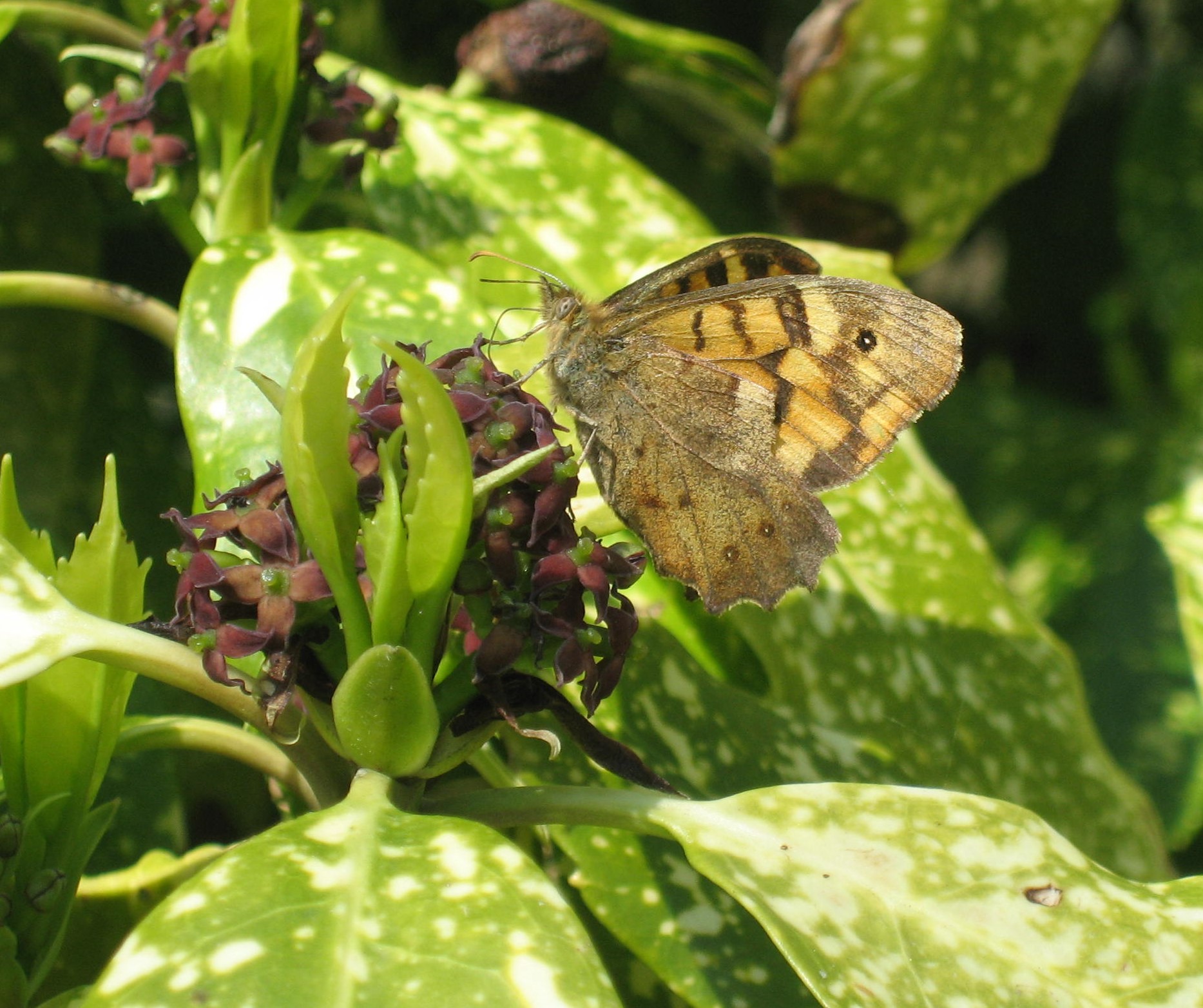 Discover butterflies : The Speckled Wood - Exploratory Ecology