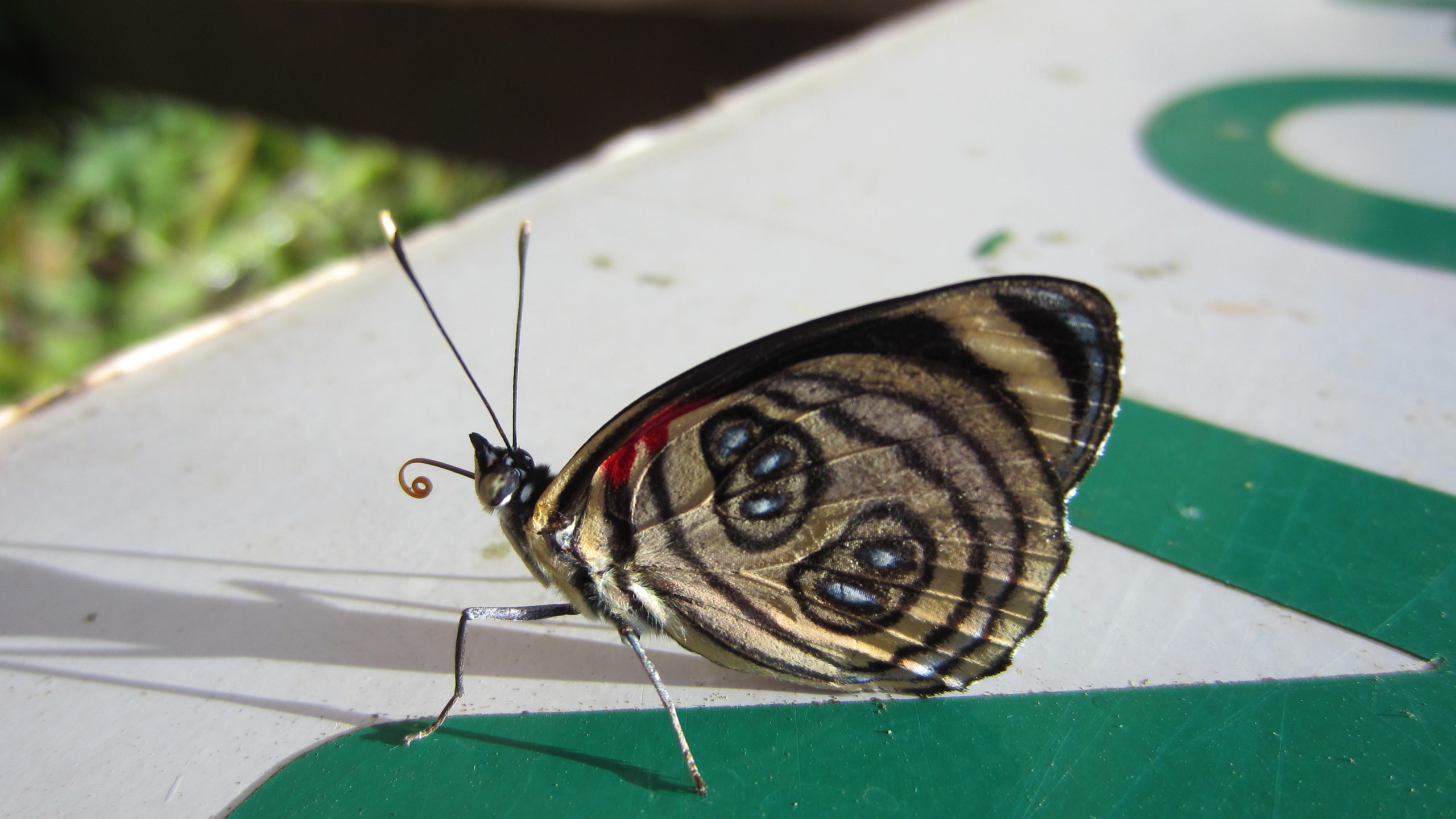 Découvrir les papillons du monde : Paulogramma pygas - Exploratory Ecology