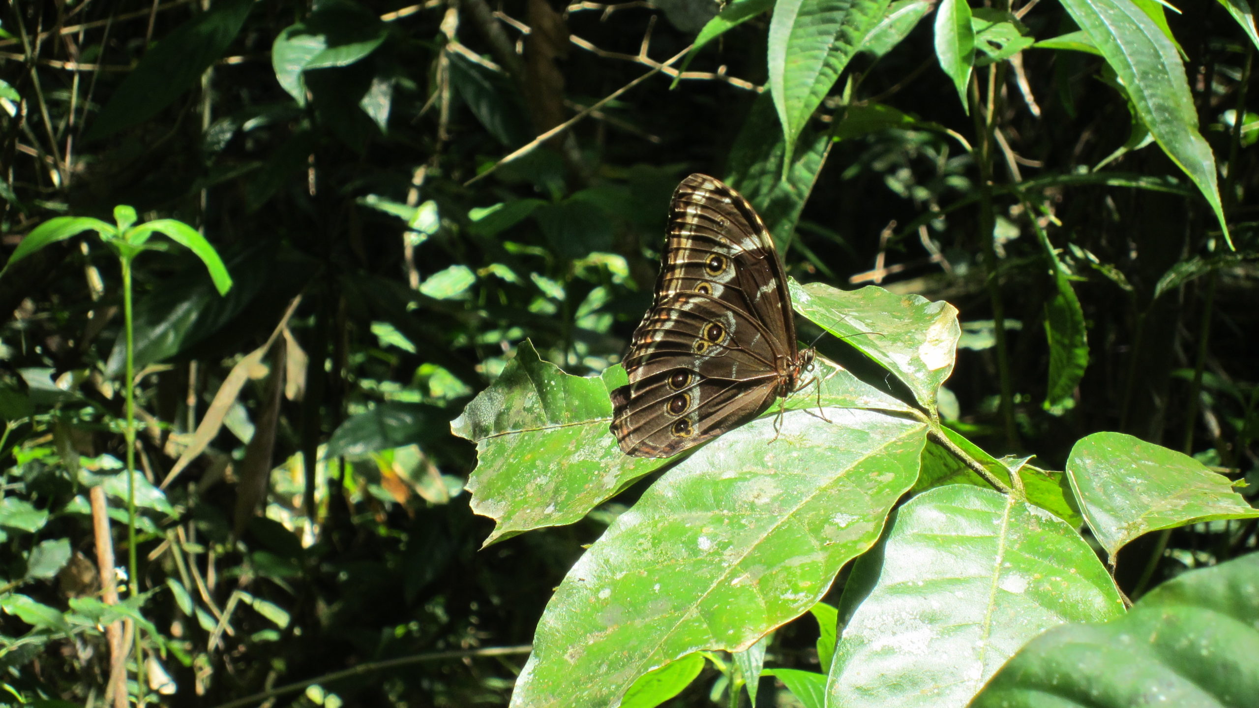 Discover butterflies of the world : Morpho - Exploratory Ecology