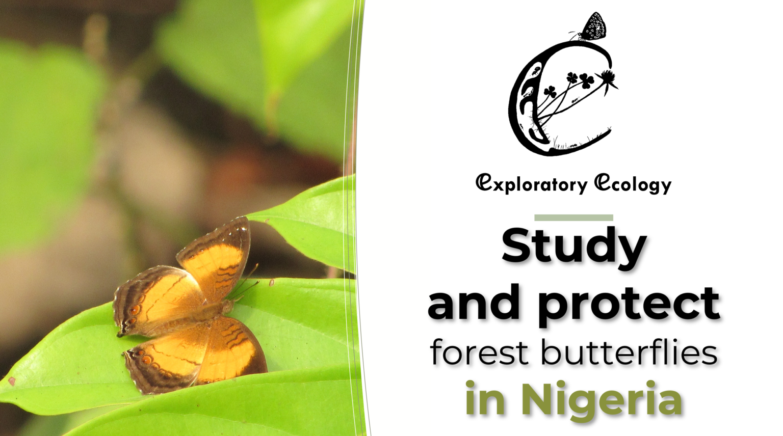 BUTTERFLIES OF NIGERIA - Exploratory Ecology
