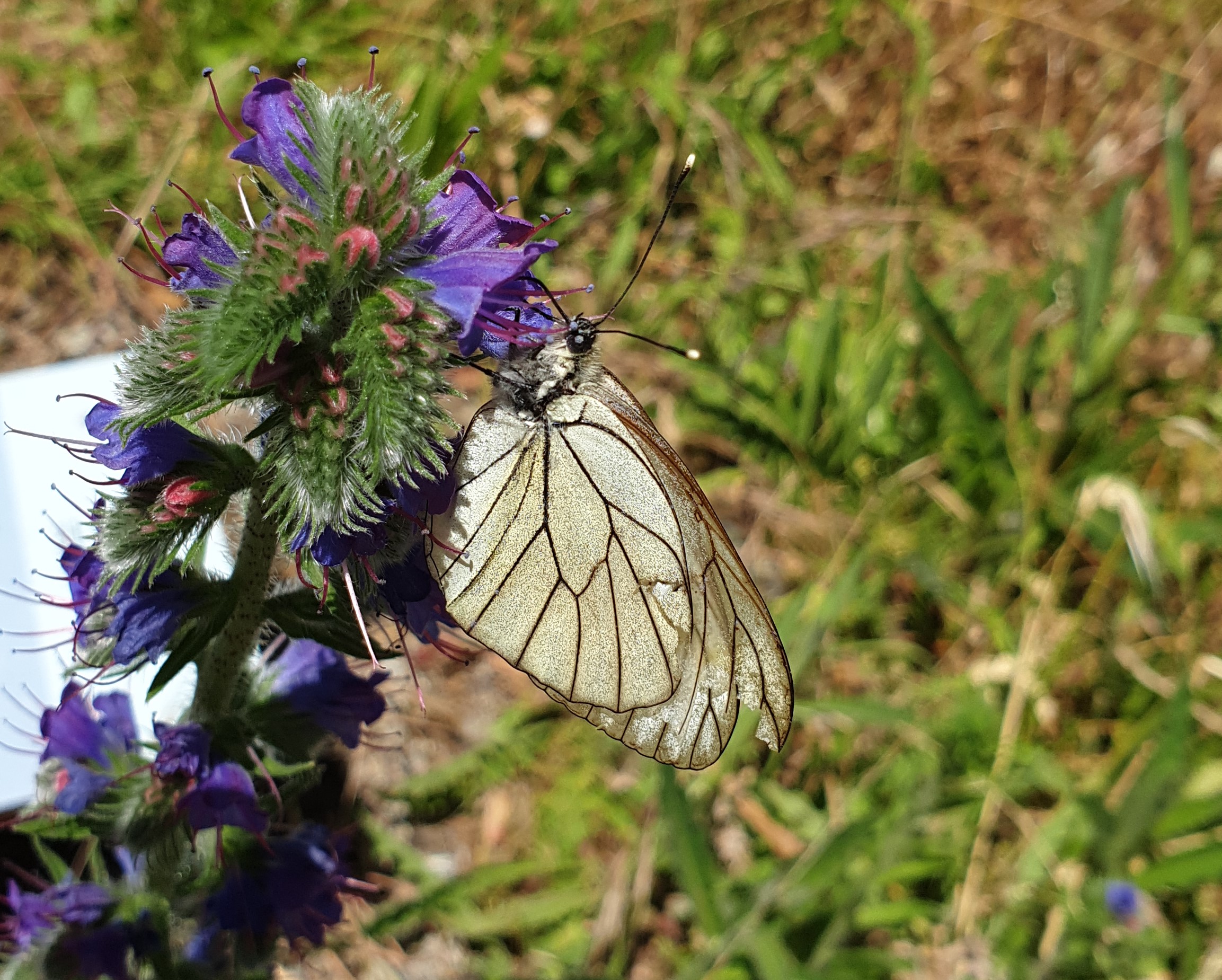 Découvrir les papillons de France : Le Gazé - Exploratory Ecology