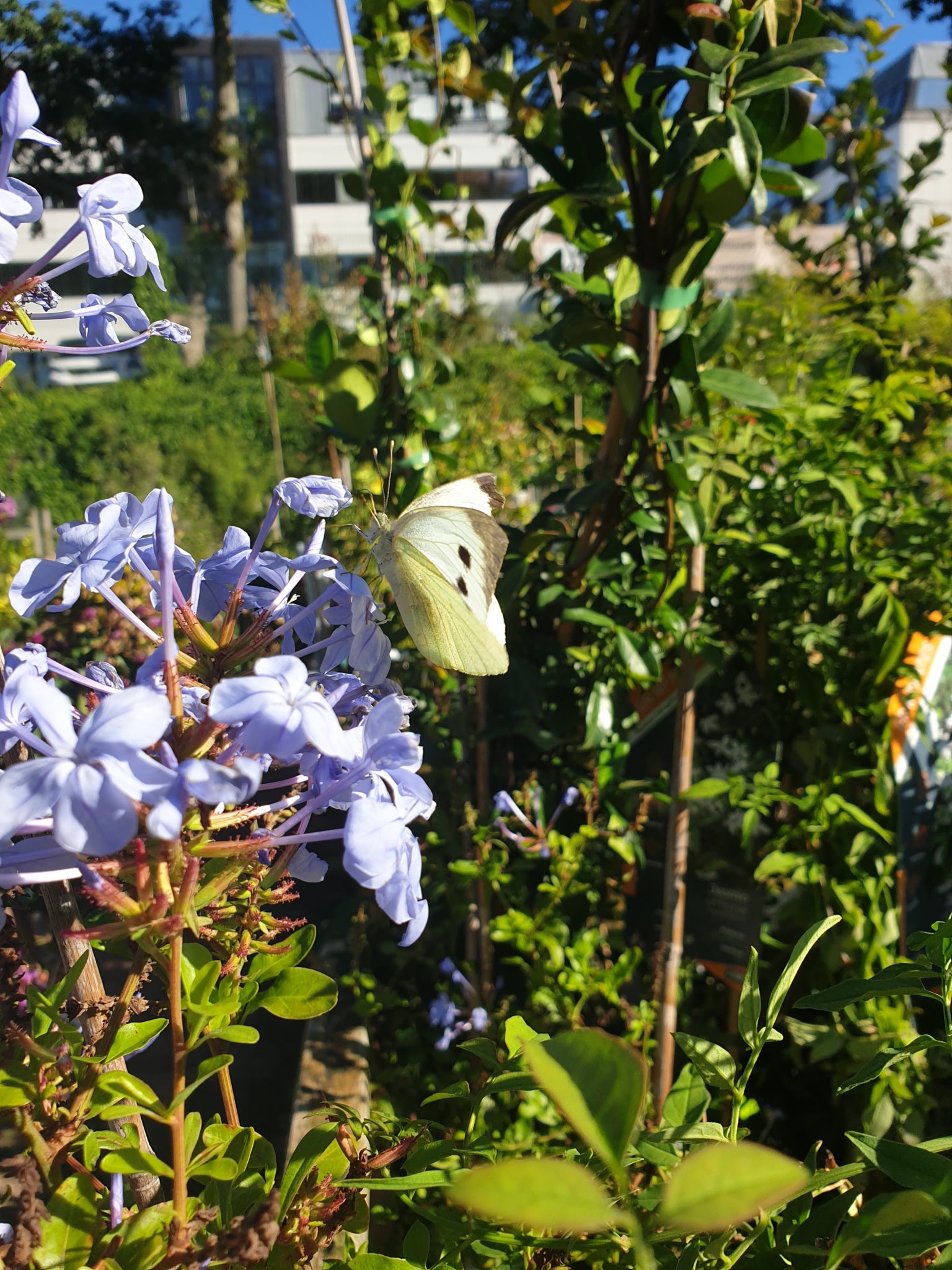 BUTTERFLIES OF FRANCE - Exploratory Ecology