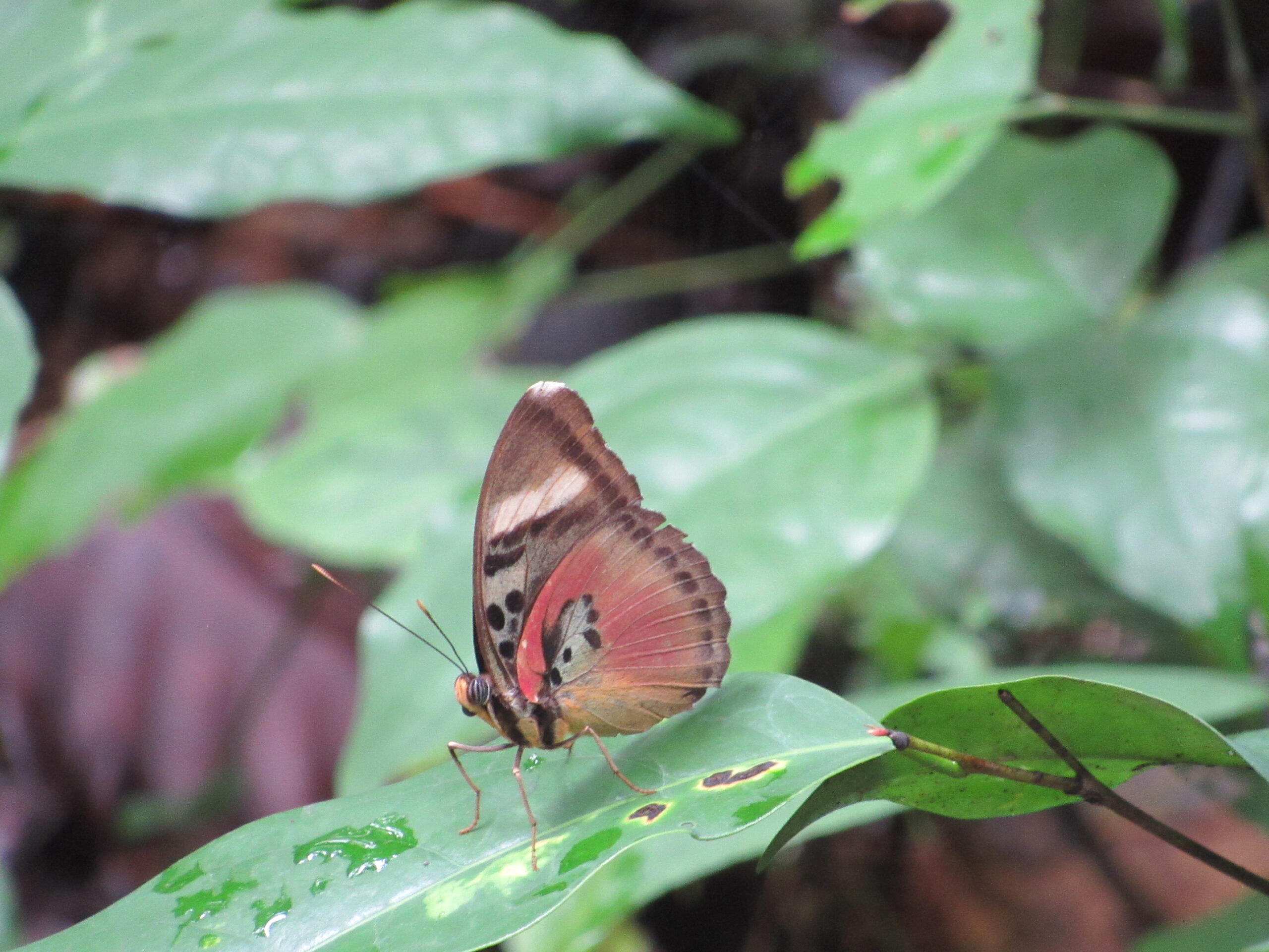BUTTERFLIES OF NIGERIA - Exploratory Ecology