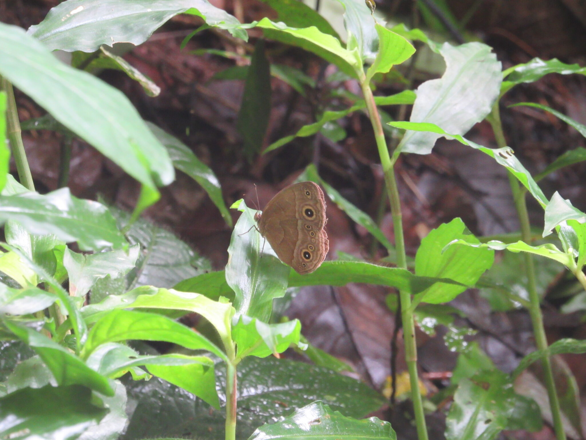 BUTTERFLIES OF NIGERIA - Exploratory Ecology