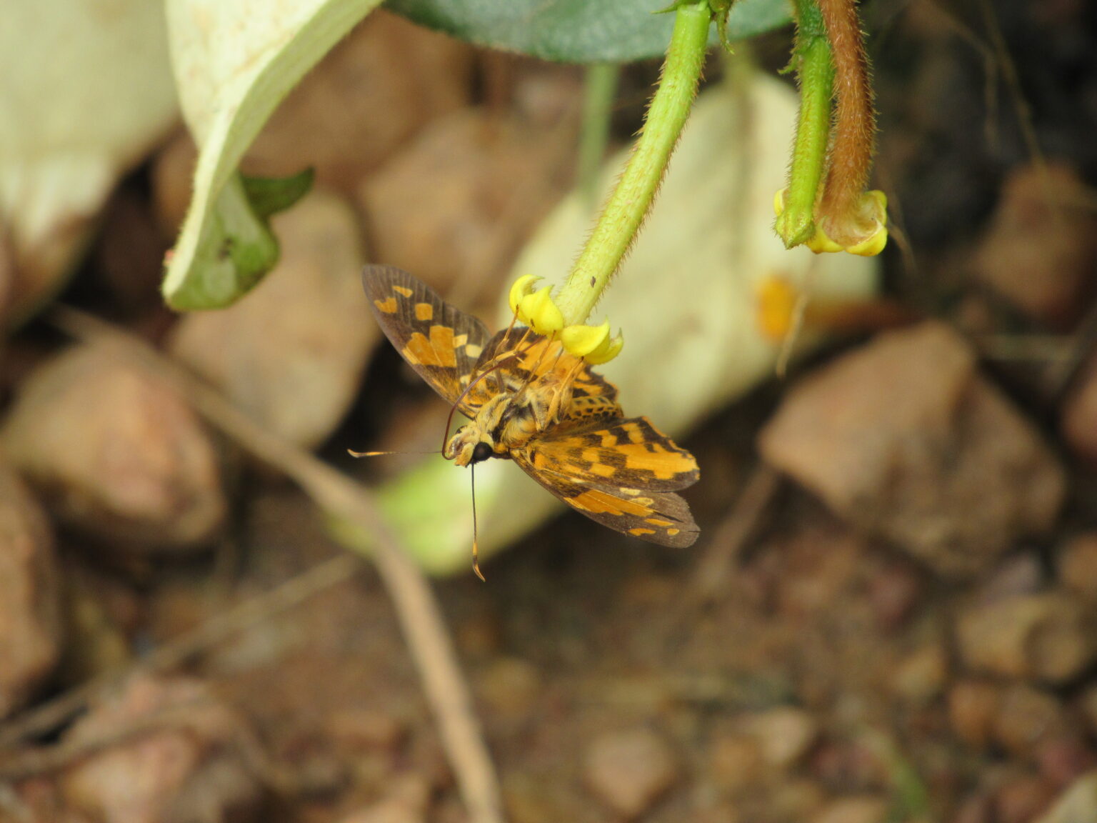 BUTTERFLIES OF NIGERIA - Exploratory Ecology