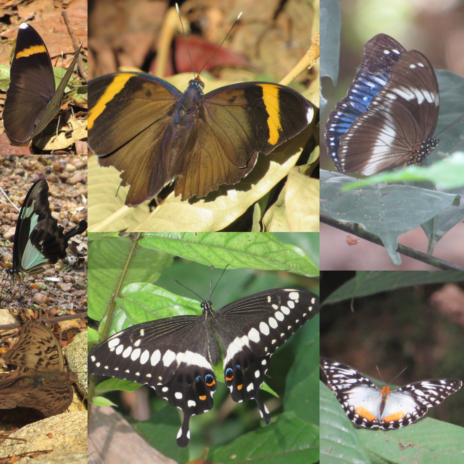 Nigeria Butterfly Project - Exploratory Ecology