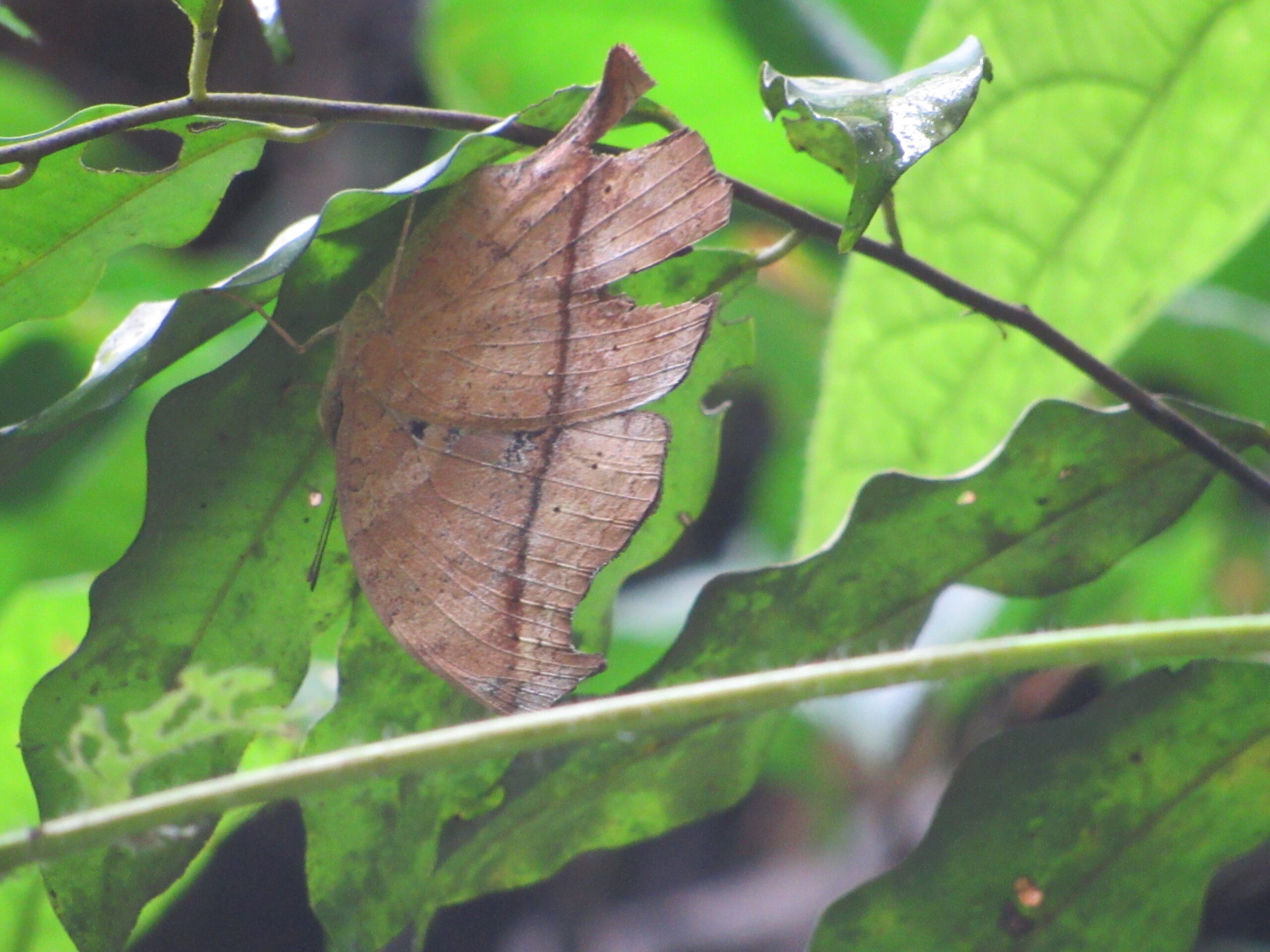 Where is the butterfly? - Exploratory Ecology