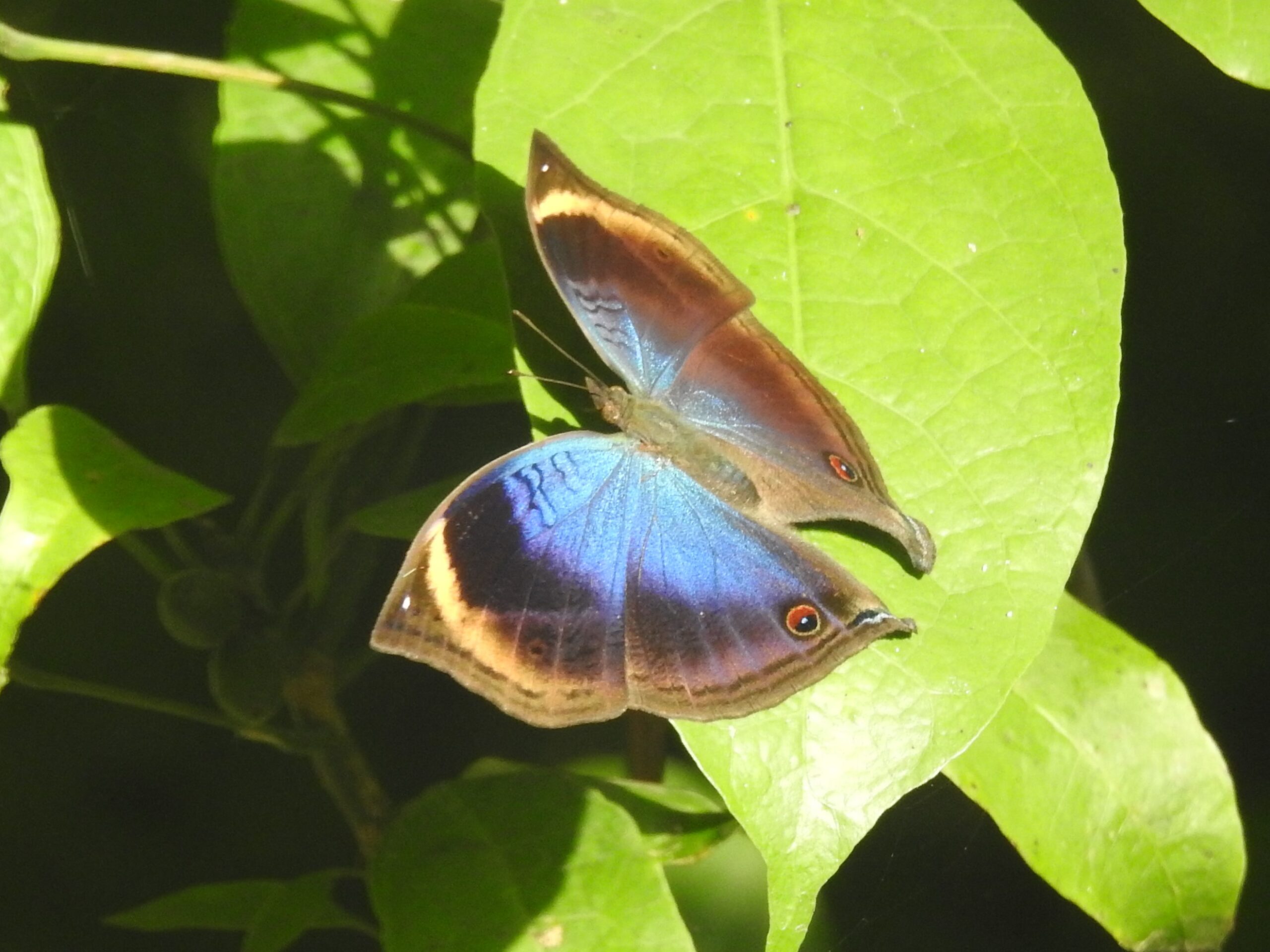 Nigeria project : Junonia cymodoce - Exploratory Ecology